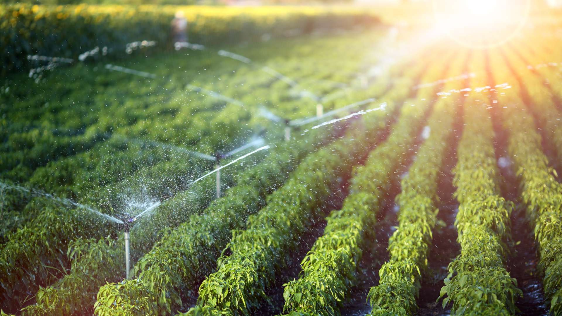SUBSURFACE DRIP IRRIGATION FOR THE CULTIVATION OF PEANUTS - BNOP ...