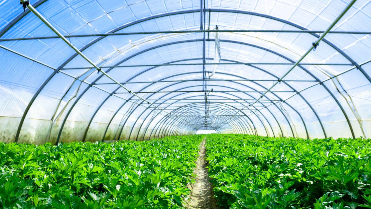 Lake Agro Farm - BNOP - Agriculture Turnkey & Projects know how